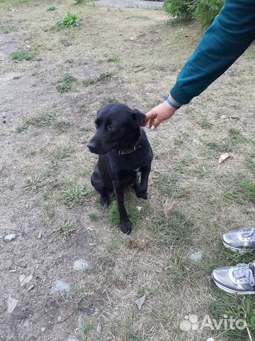 Отдам очень хорошую собаку в очень хоршие руки