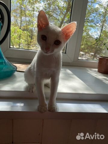 Котенок помесь сфинкса