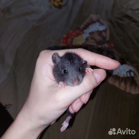 Крыса дамбо