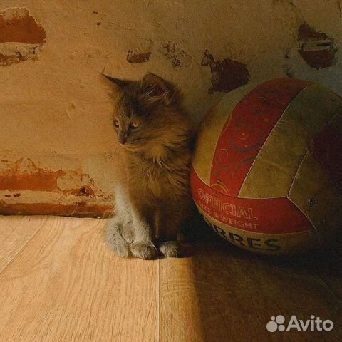 Котёнок