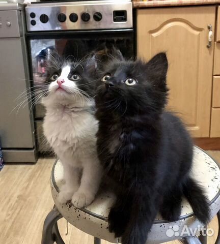 Котята в добрые руки бесплатно