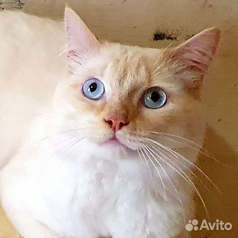 Голубоглазый красавец окраса ред пойнт