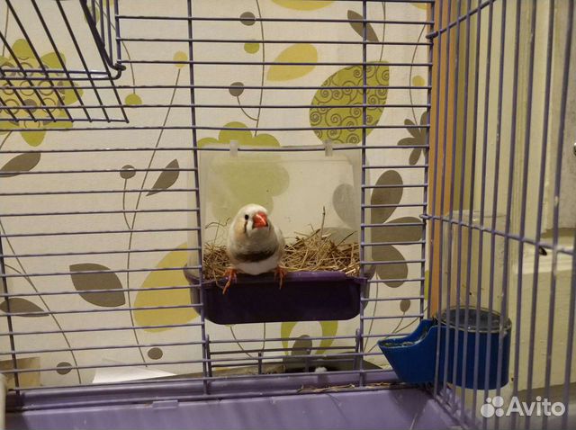 Зебровые амадины