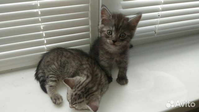 Котенок 1 месяц