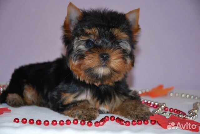 Йоркширский терьер мини щенки Экслюзив мальчик