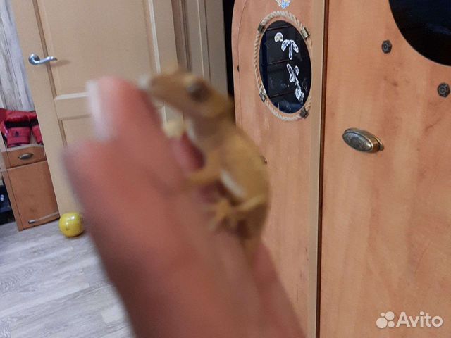 Реснитчатый геккеон бананоед