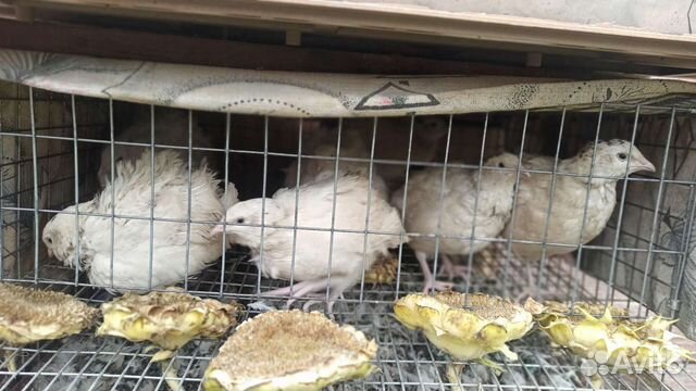 Перепела-несушки с клеткой и поилкой