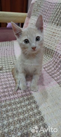 Котенок в добрые руки