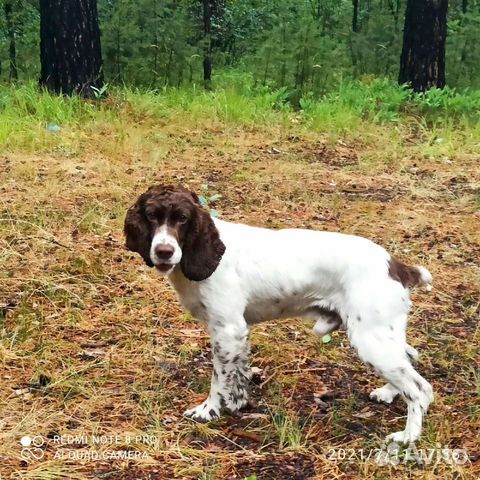 Русский спаниель вязка