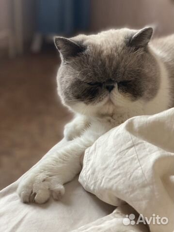 Экзотический кот