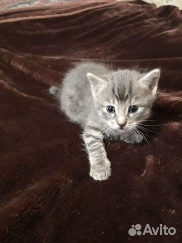 Отдам в хорошие руки котенка