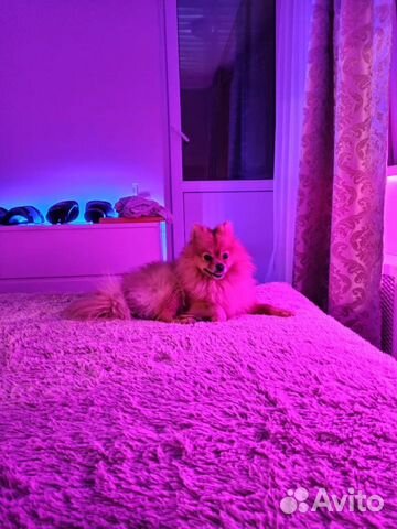 Шпиц-милашка