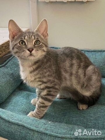 Серый котенок мальчик ласковый