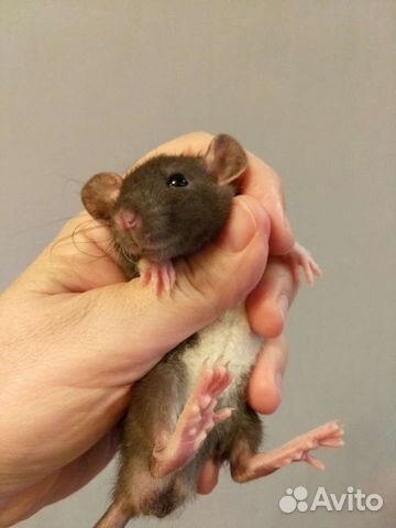 Крыса дамбо