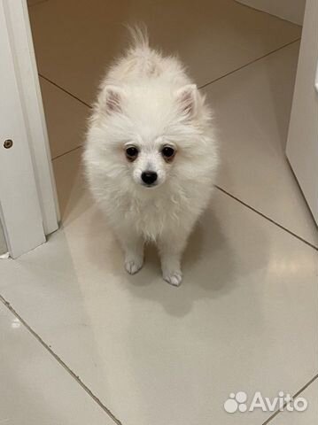 Шпиц немецкий