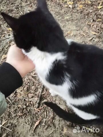 Кошки в добрые руки