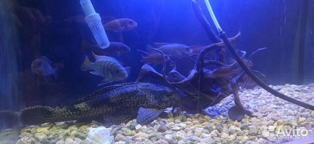 Рыбы бесплатно цихлиды и птеригоплихт