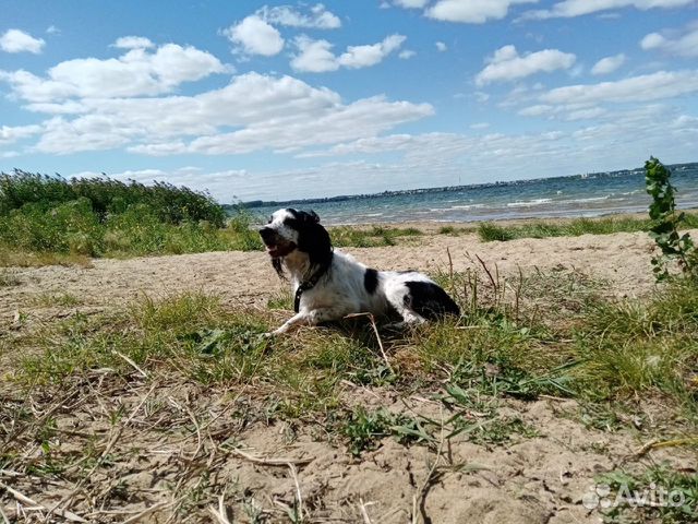 Отдам в добрые руки