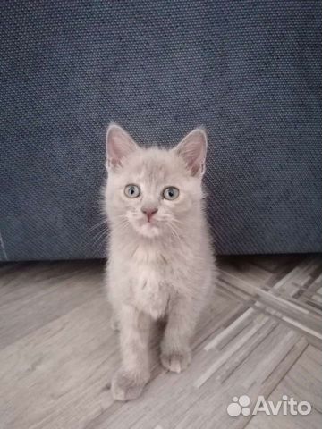 Котята, отдаём бесплатно в хорошие руки, беленькая