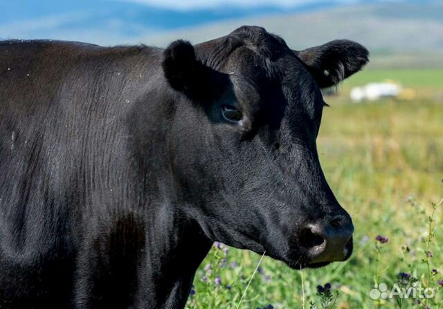 Корова с теленком