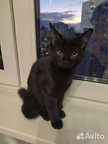 Котята 4мес