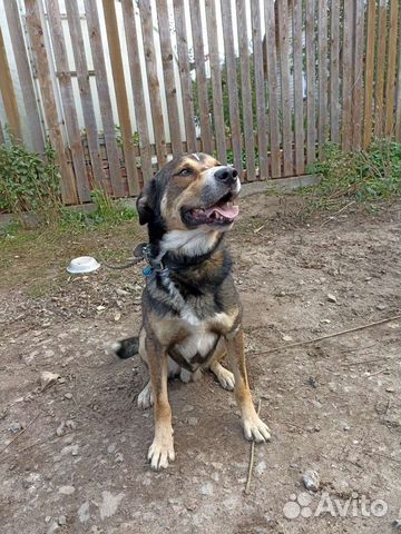 Собака в добрые руки