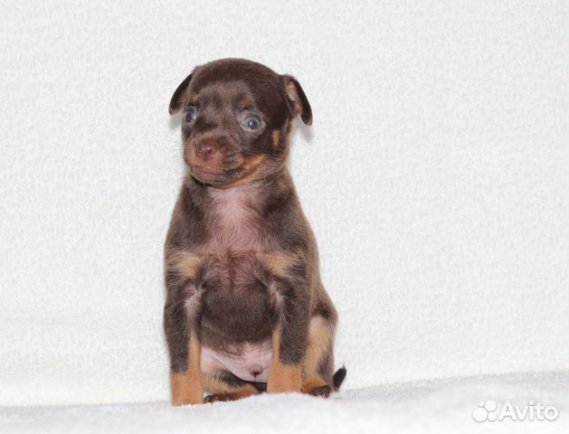 Шоколадинки