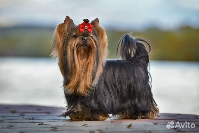 Бриллиантовый мальчик. Вязка, вес 1600гр