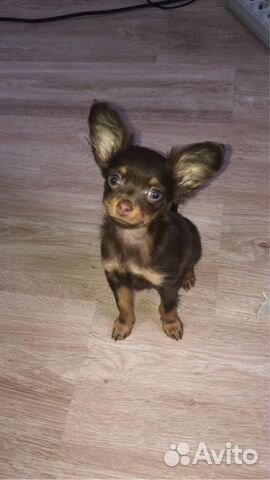 Щенок русского тор-терьера.Девочка.Возраст 2.5 мес