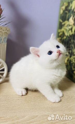 Белоснежное чудо