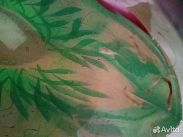 Живая рыбка