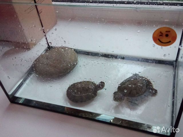 Красноухая черепаха с аквариумом