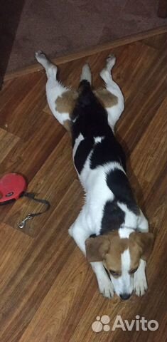 Отдам в добрые руки