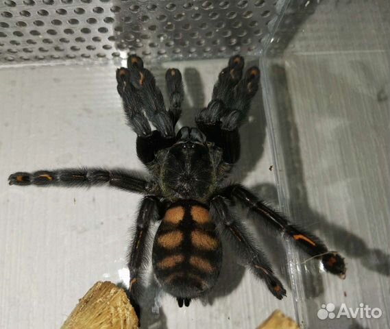 Psalmopoeus irminia