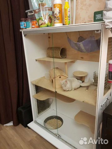 Шиншилла Шуша с витриной