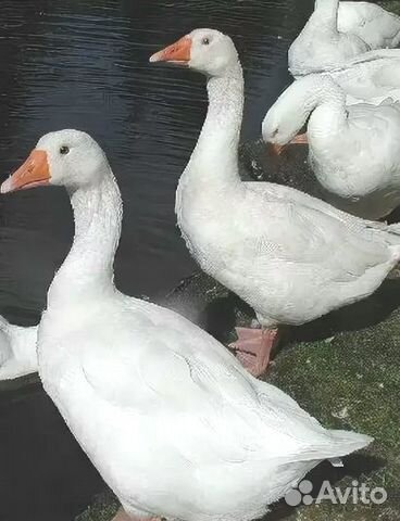 Гусь