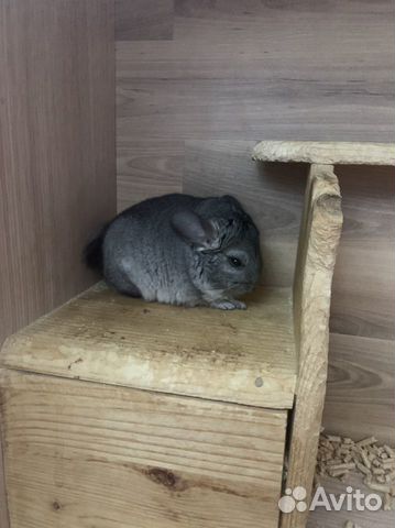 Шиншилла девочка