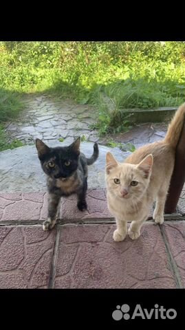 Котенок