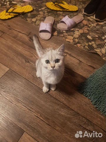 Кошки