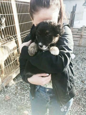 Щенок девочка метис алабая 1 месяц