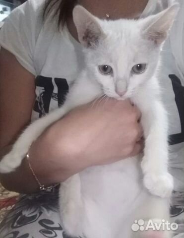Котик
