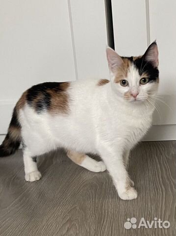 Королева Марго