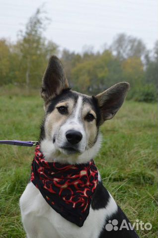 Малышка Вега ищет дом