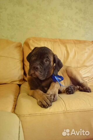 Мальчик Бульмастиф