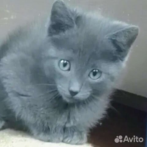 Котенок 2 мес.девочка
