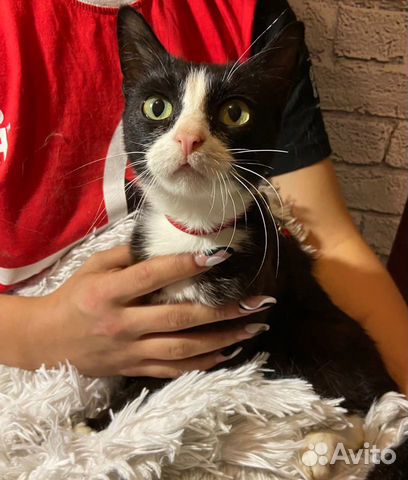 Кошки ищут хозяев. Отдадим в хорошие руки