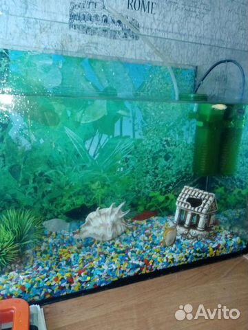 Аквариум и рыбки, улитка