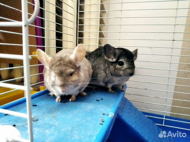 Шиншилла с клеткой