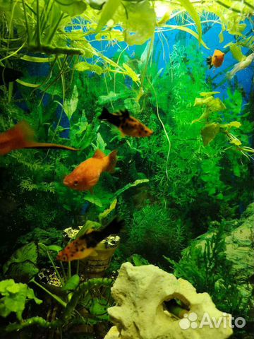 Рыбки меченосцы