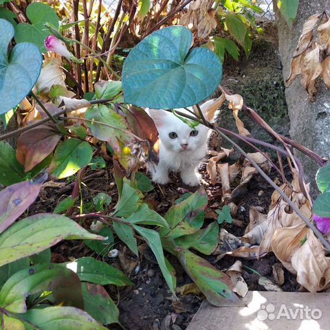 Котенок белая ангорка)